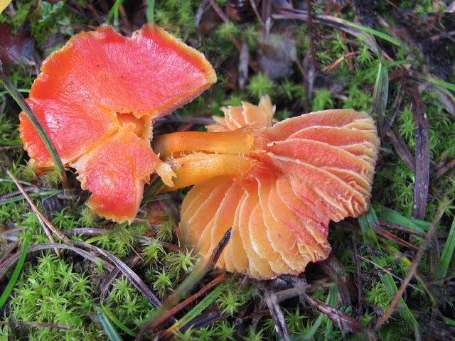 Guía de Setas y Hongos de Navarra.: Hygrocybe mucronella (Fr)Karst