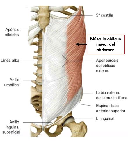 Diagnostico X: Músculo oblicuo mayor del abdomen o músculo oblicuo externo
