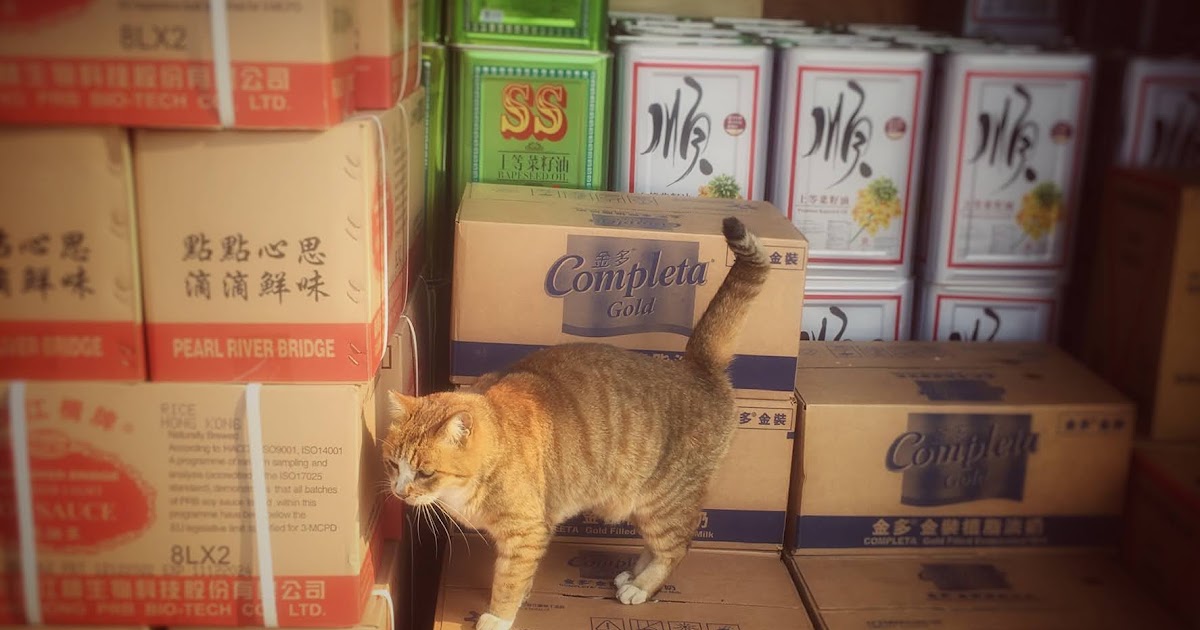 Hong Kong Cat 香港貓 | Hong Kong Photos at HongKongViewoftheDay.com