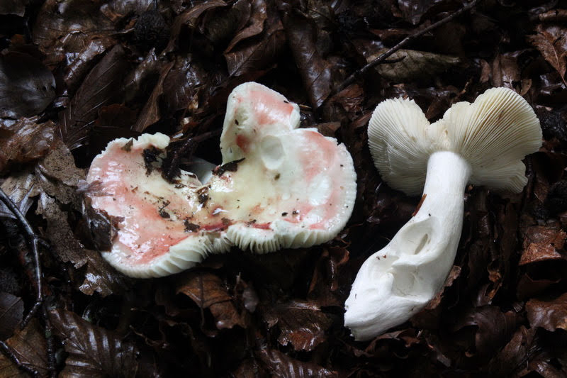 Guía de Setas y Hongos de Navarra.: Russula aurora Krombholz