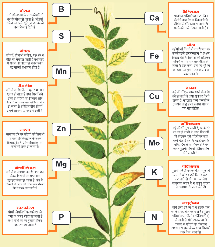 Dharti Rakshak: फसलों में पोषक तत्वों की कमी के लक्षण