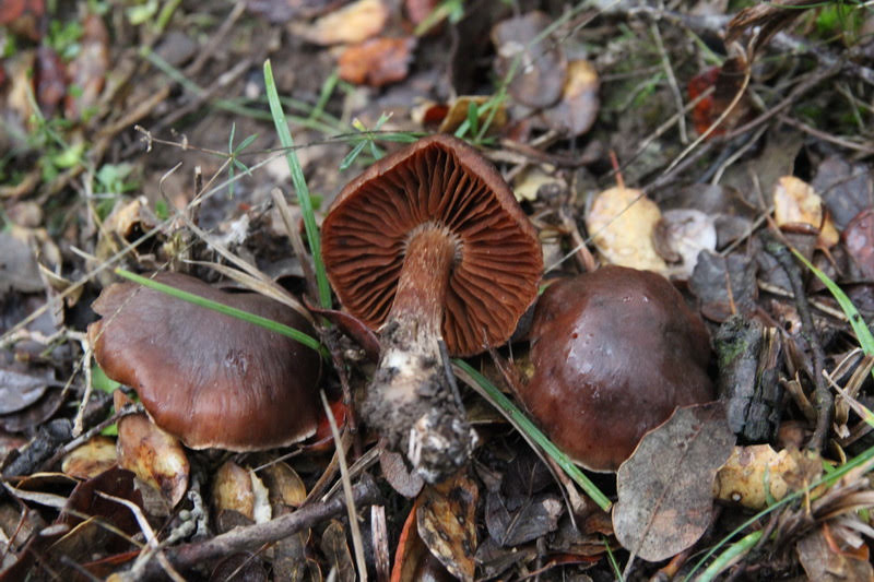 Guía de Setas y Hongos de Navarra.: Cortinarius cagei Melot