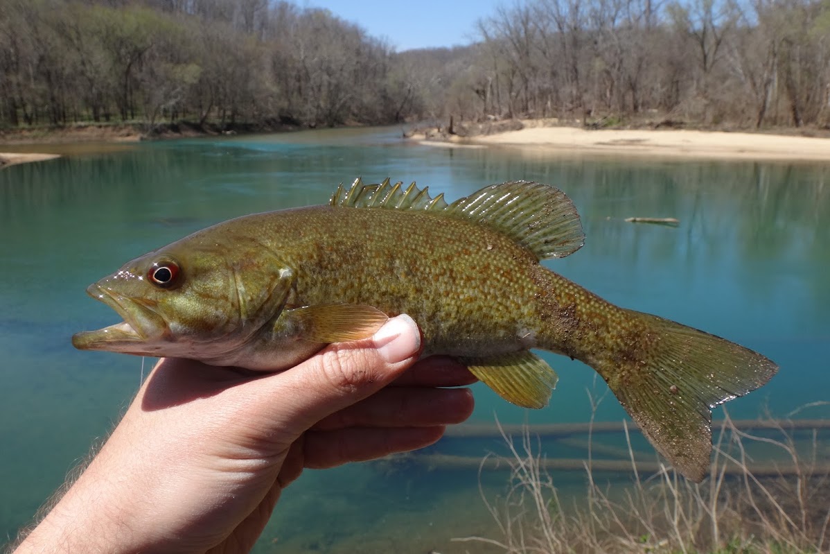 Ben Cantrell's fish species blog: Hobo fishing Missouri part 2