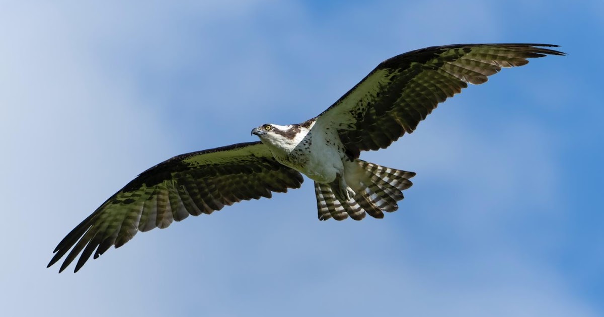 On Osprey Time